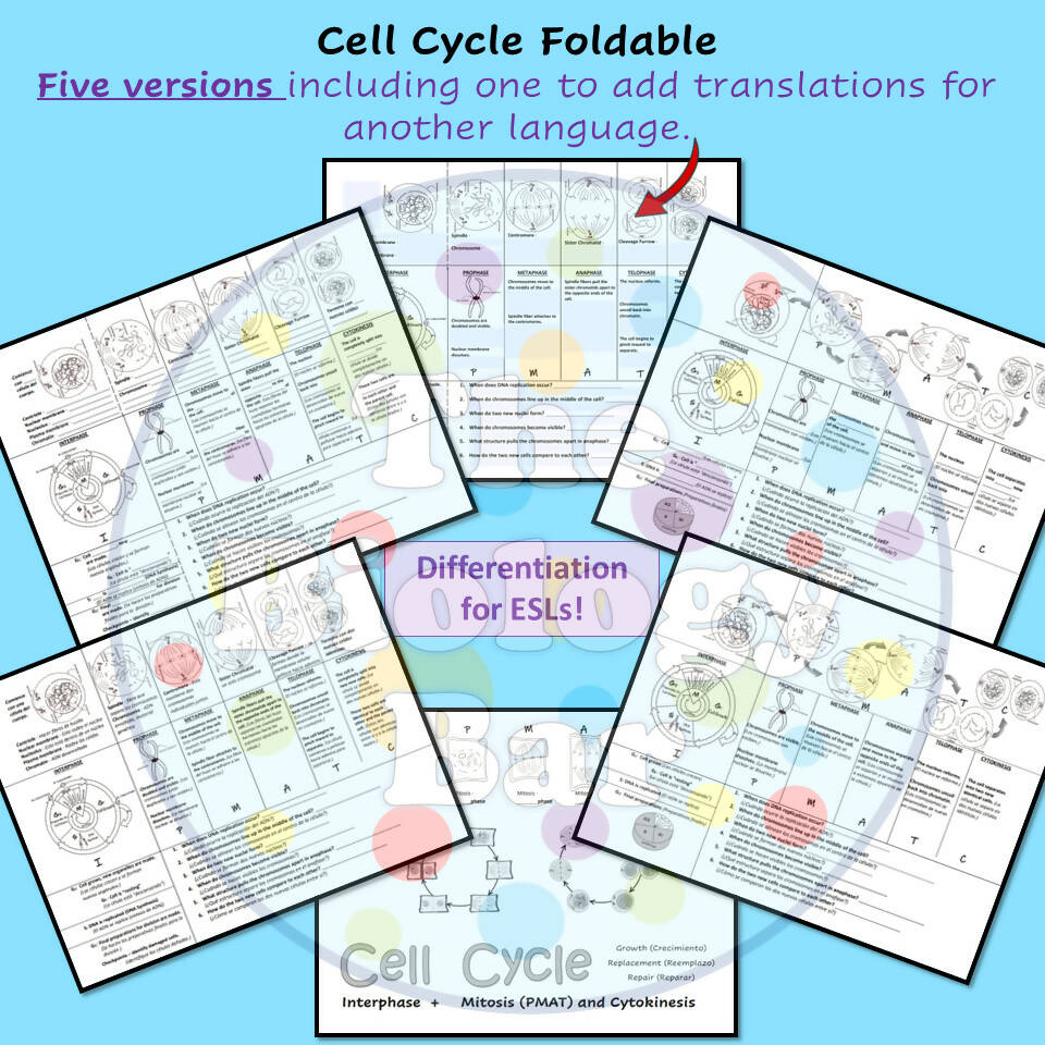 Biology Cell Cycle Mitosis Foldable and Notes – Bilingual Marketplace