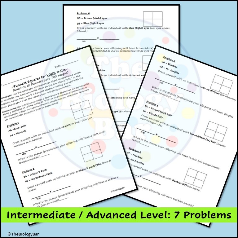 Genetics Punnett Squares With Student Traits – Bilingual Marketplace