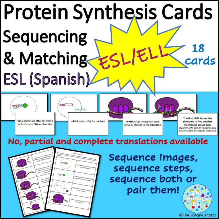Biology Protein Synthesis Sequence Card Sort – Bilingual Marketplace