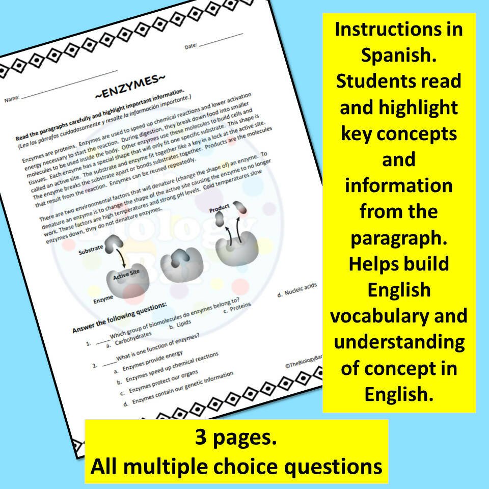 Biology Enzyme Worksheet – Bilingual Marketplace