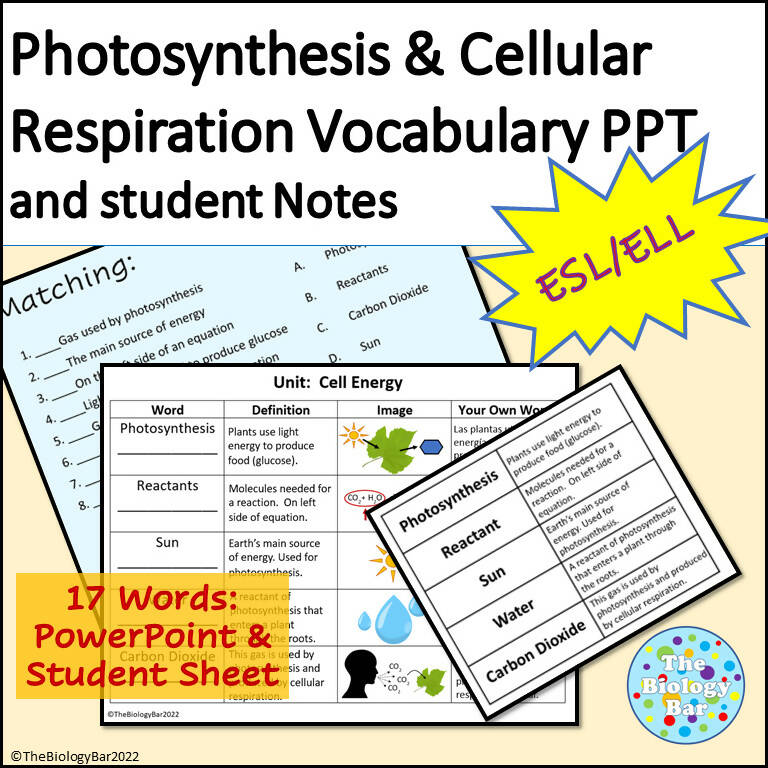 Biology Cell Energy Vocabulary Notes – Bilingual Marketplace