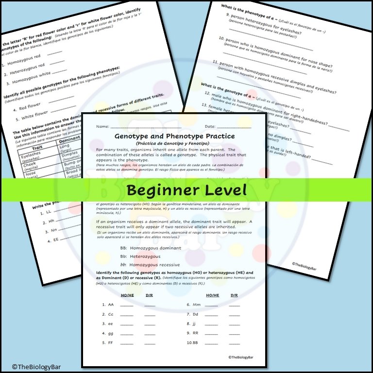 Genetics Genotypes and Phenotypes Worksheet – Bilingual Marketplace