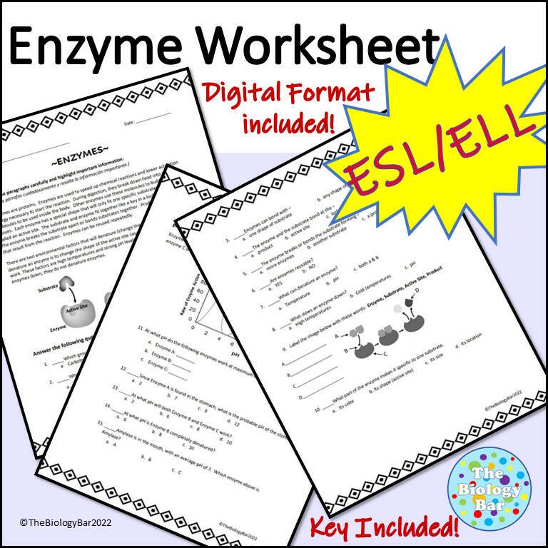 Biology Enzyme Worksheet – Bilingual Marketplace