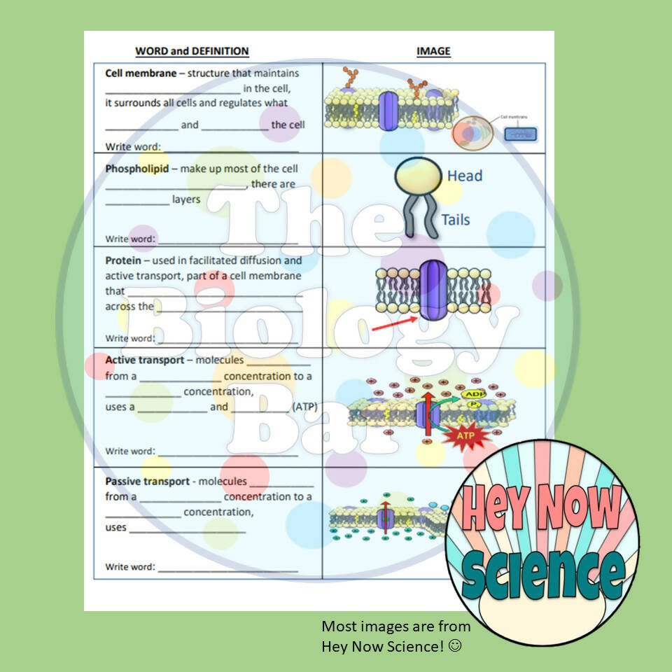 Biology Cell Transport Vocabulary Notes – Bilingual Marketplace