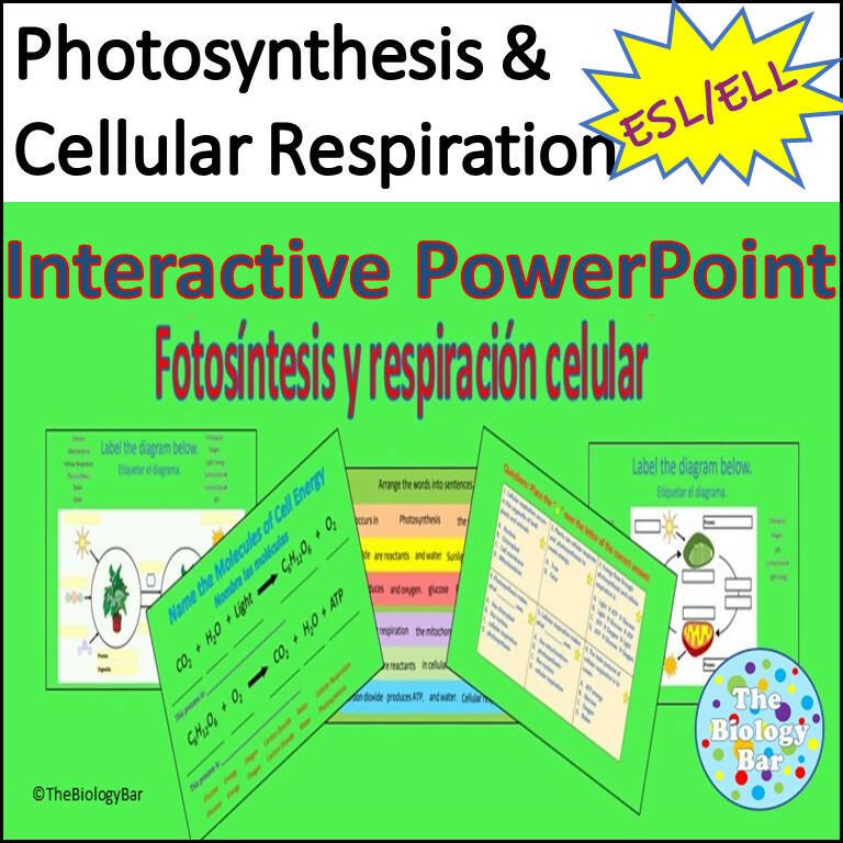 Biology Cell Energy Interactive PowerPoint – Bilingual Marketplace