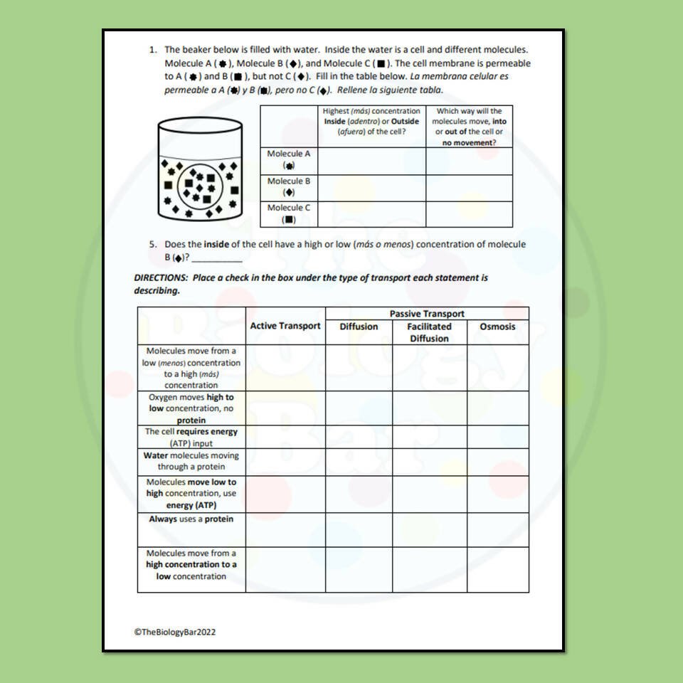 Biology Cell Transport Worksheet – Bilingual Marketplace