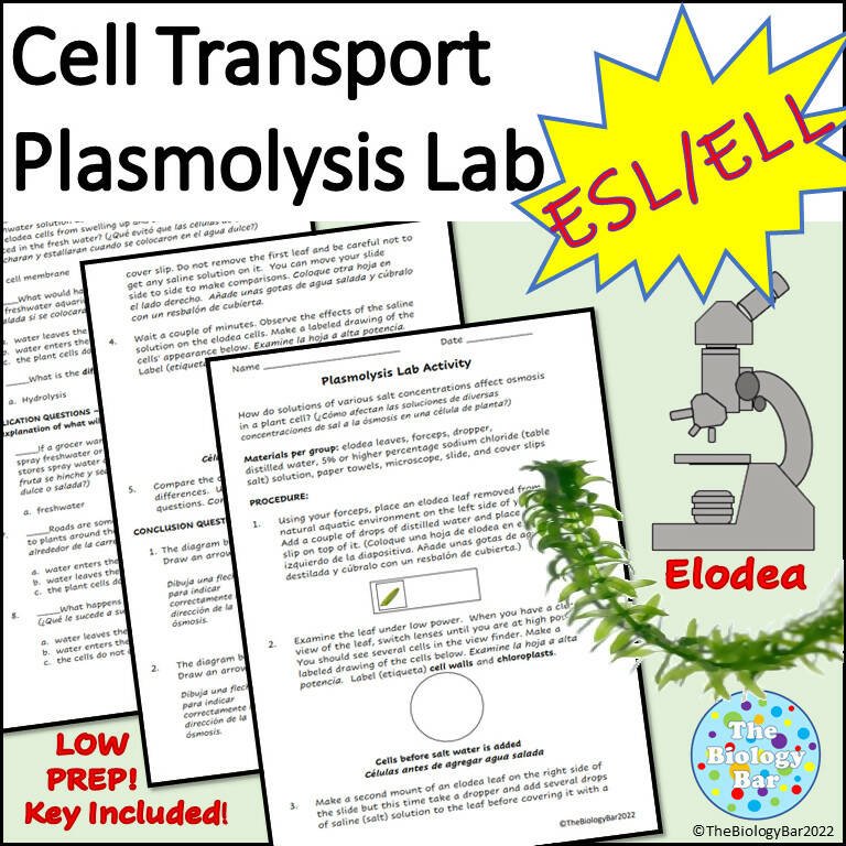 Biology Cell Transport Osmosis Lab – Bilingual Marketplace
