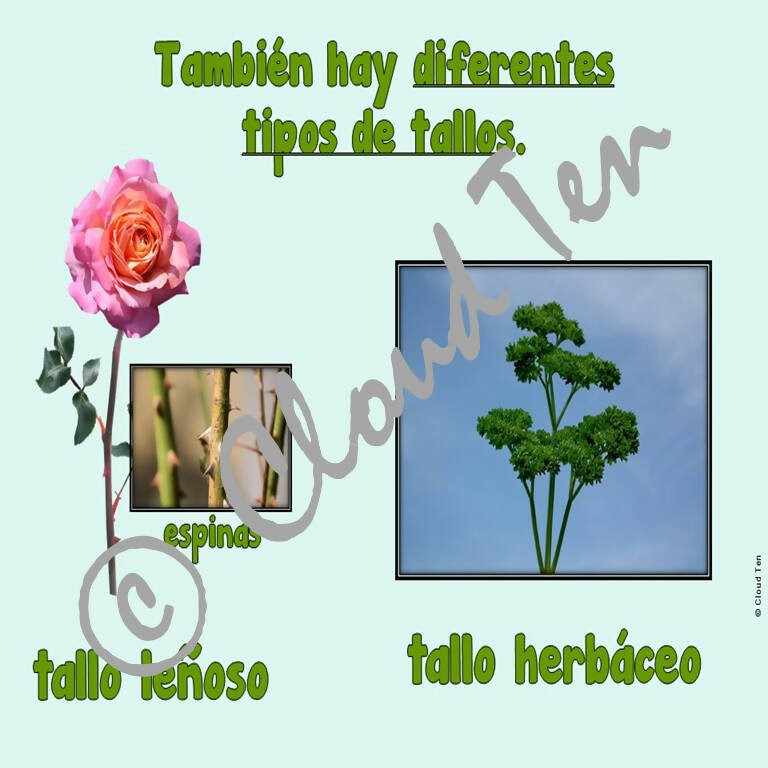 Comparar partes de las plantas in Google Slides™ – Bilingual Marketplace
