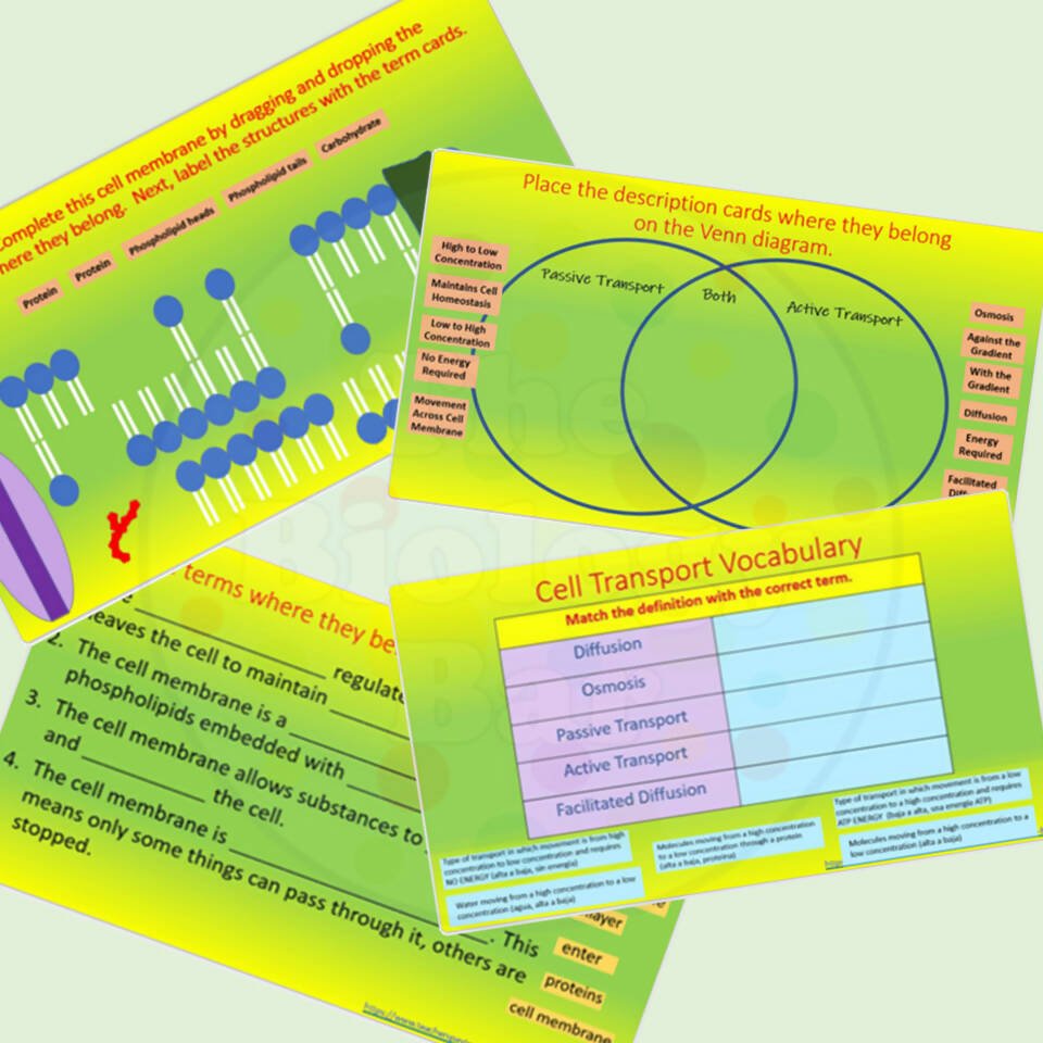 Biology Cell Transport Interactive PowerPoint – Bilingual Marketplace