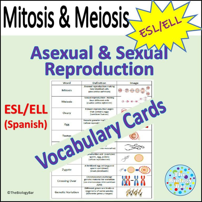 Biology Meiosis Reproduction Vocabulary Cards – Bilingual Marketplace