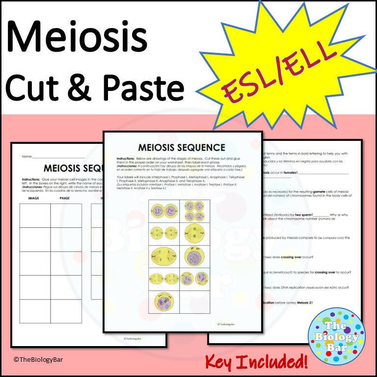 Biology Meiosis Sequence Cut & Paste Worksheet – Bilingual Marketplace