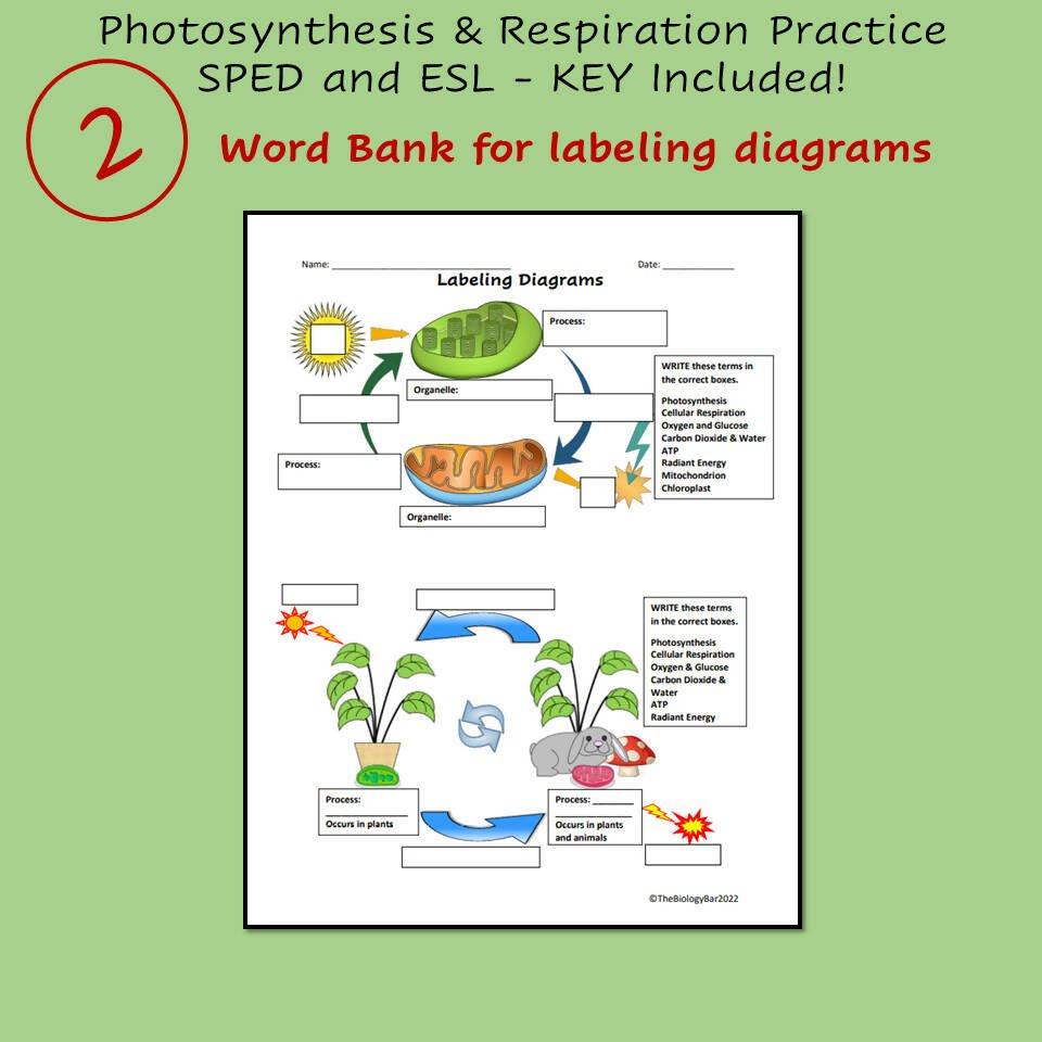 Biology Cell Energy Worksheet Set of 3 – Bilingual Marketplace