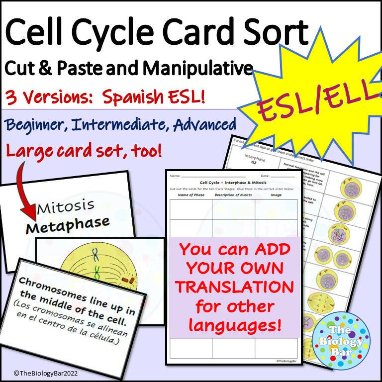 Biology Cell Cycle Mitosis Card Sort – Bilingual Marketplace