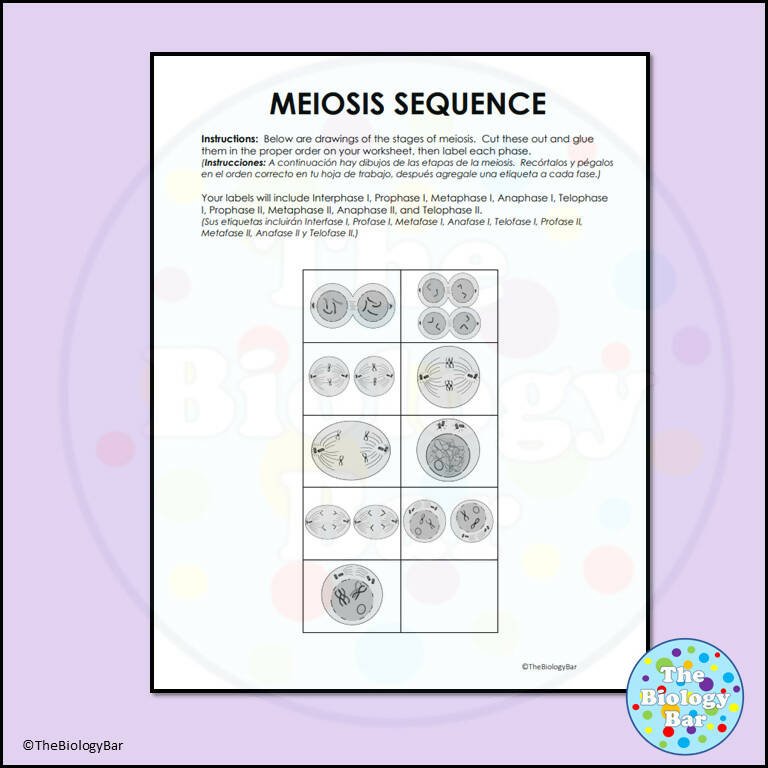 Biology Meiosis Sequence Cut & Paste Worksheet – Bilingual Marketplace