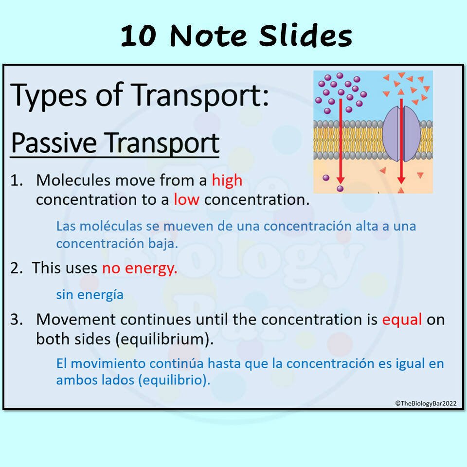 Biology Cell Transport PowerPoint Notes and Student Worksheet ...