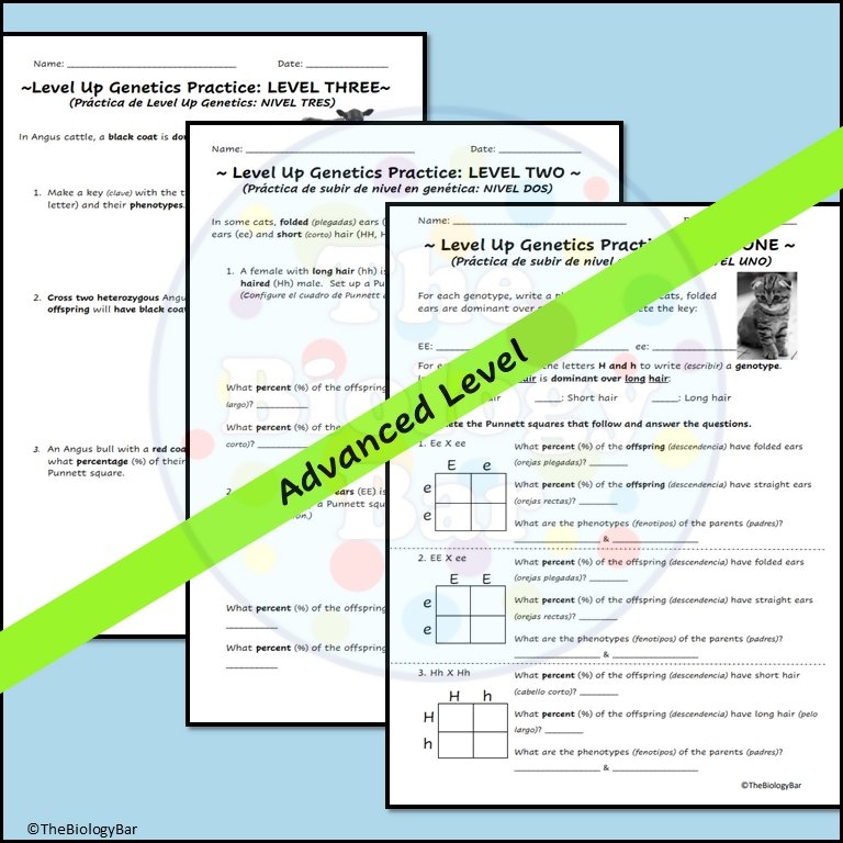 Genetics Level Up Worksheets – Bilingual Marketplace