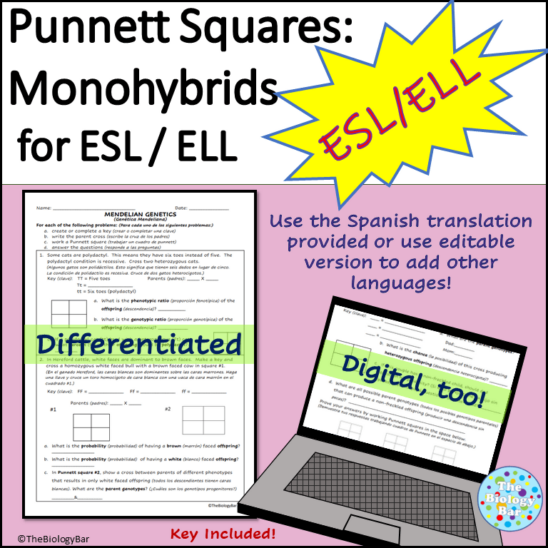 Genetics Monohybrid Punnett Square Problems – Bilingual Marketplace