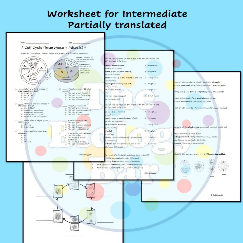 Biology Cell Cycle Mitosis Worksheet – Bilingual Marketplace