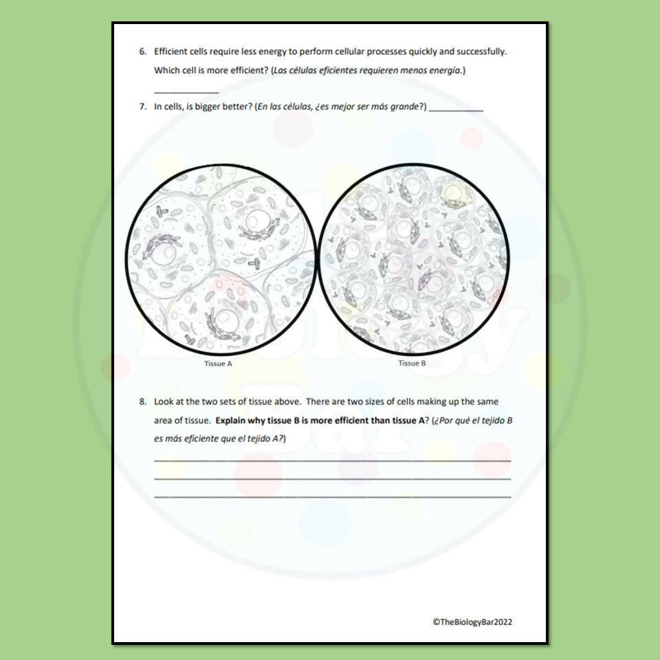 Biology Cell Size and Transport – Bilingual Marketplace