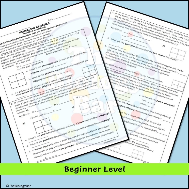 Genetics Monohybrid Punnett Square Problems – Bilingual Marketplace