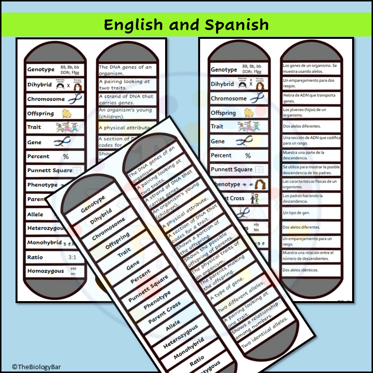 Genetics Vocabulary Matching Cards – Bilingual Marketplace