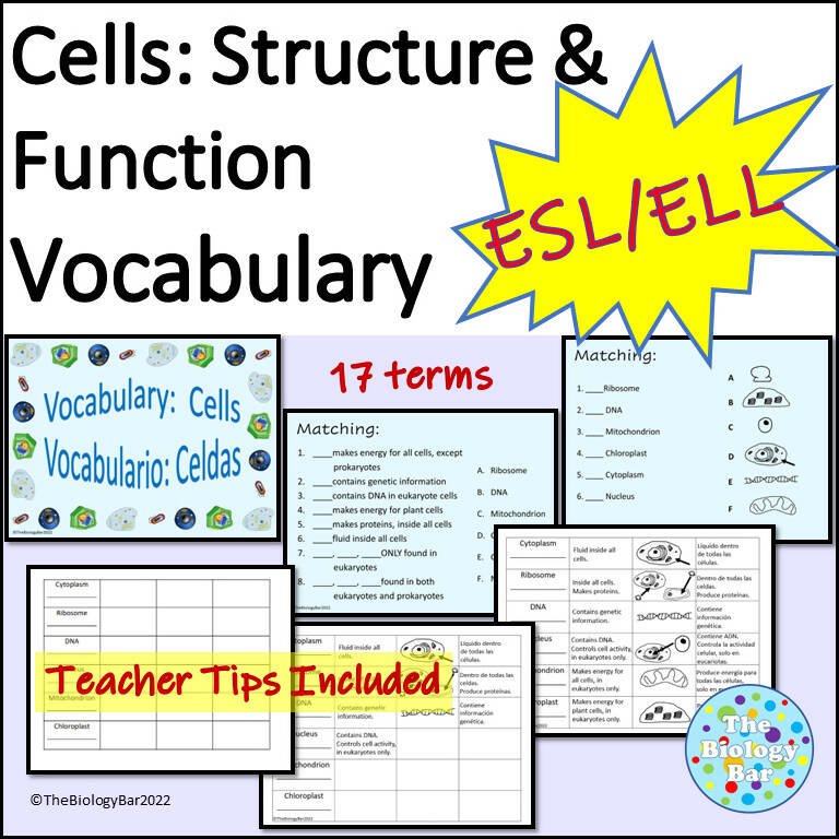 Biology Cell Structure & Function Vocabulary – Bilingual Marketplace