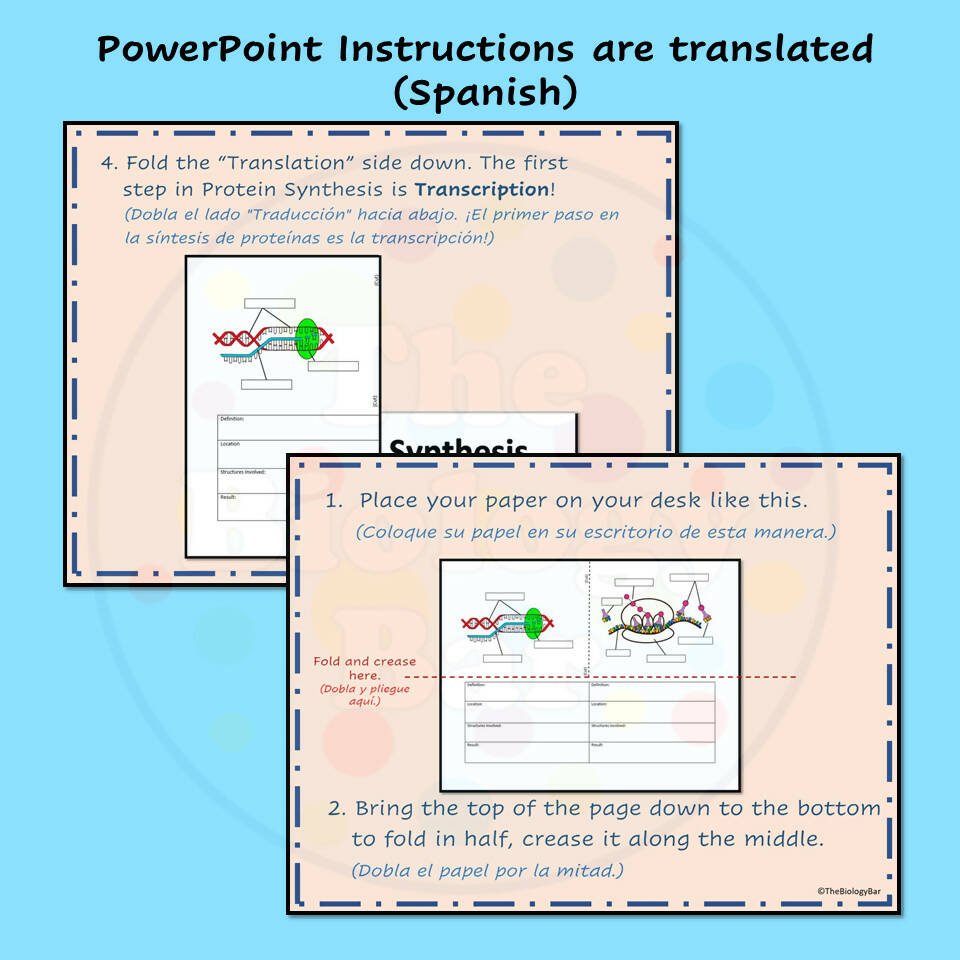 Biology Protein Synthesis Foldable – Bilingual Marketplace