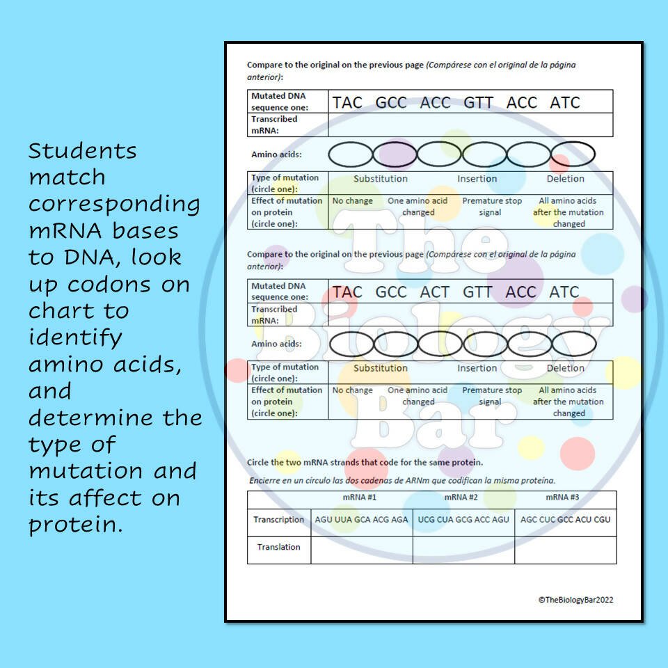 Biology DNA Mutations Worksheet – Bilingual Marketplace