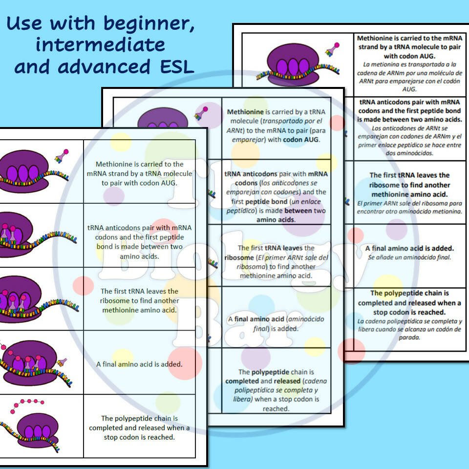 Biology Protein Synthesis Sequence Card Sort – Bilingual Marketplace
