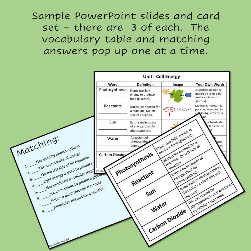 Biology Cell Energy Vocabulary Notes – Bilingual Marketplace