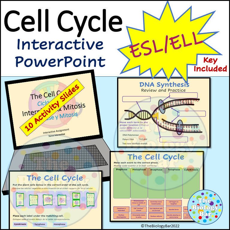 Biology Cell Cycle & Mitosis Interactive PowerPoint – Bilingual Marketplace