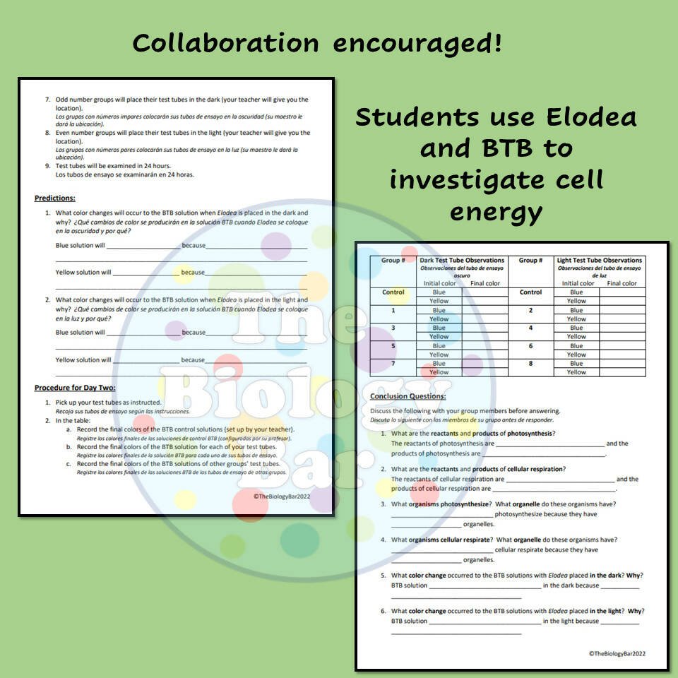 Biology Cell Energy Lab – Bilingual Marketplace
