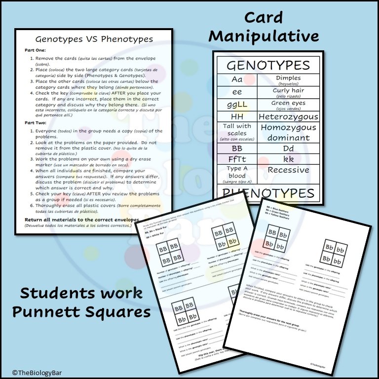 Genetics Station Review – Bilingual Marketplace
