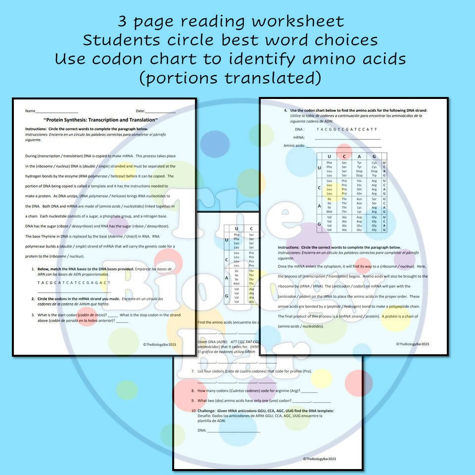 Biology Protein Synthesis Worksheet Set – Bilingual Marketplace