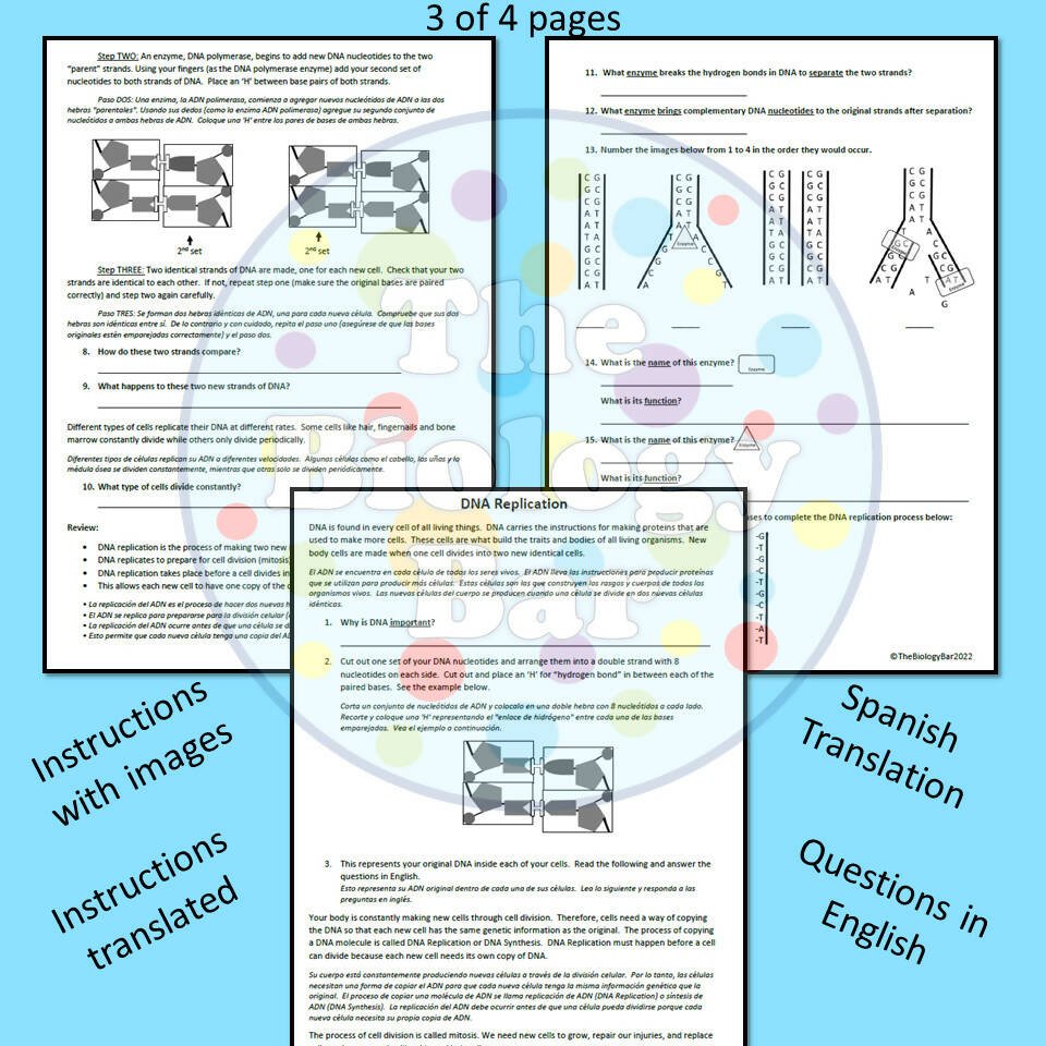 Biology DNA Replication Model and Worksheet – Bilingual Marketplace