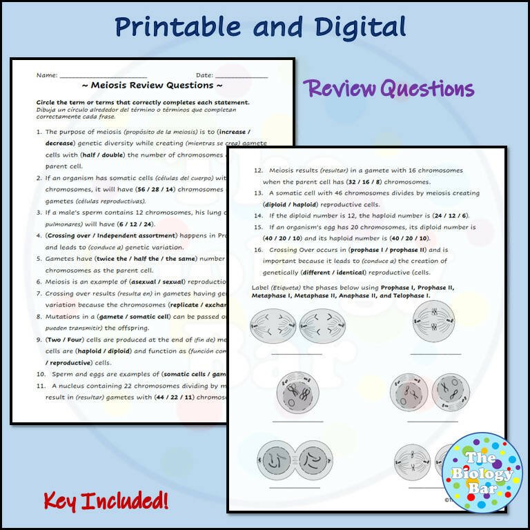 Biology Meiosis Review and Assessment – Bilingual Marketplace