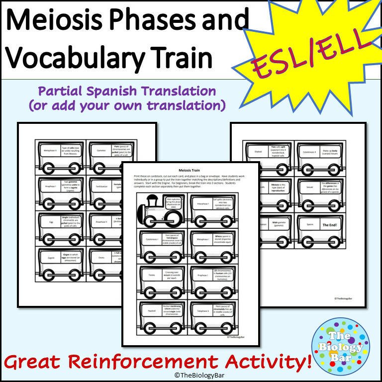 Biology Meiosis Vocabulary Train – Bilingual Marketplace
