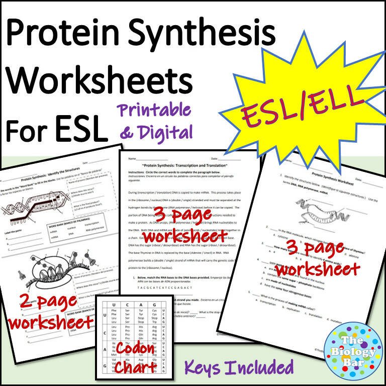 Biology Protein Synthesis Worksheet Set – Bilingual Marketplace