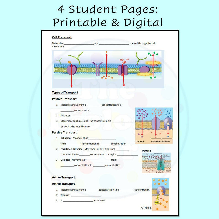 Biology Cell Transport PowerPoint Notes and Student Worksheet ...