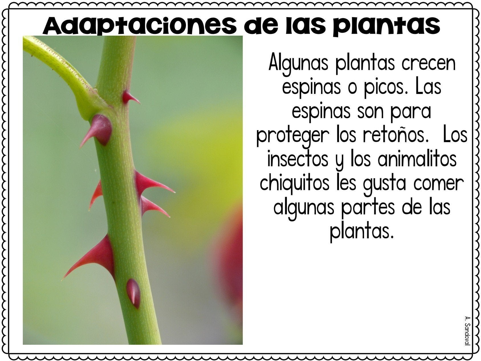 Plant Unit Plantas – Bilingual Marketplace