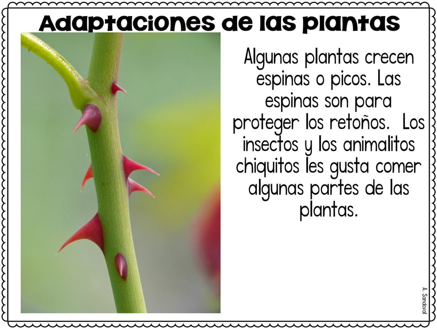 Plant Unit Plantas – Bilingual Marketplace
