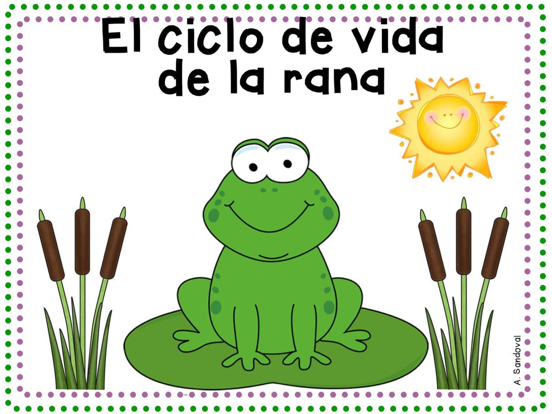 Frog Life Cycle Ciclo de vida de la rana – Bilingual Marketplace