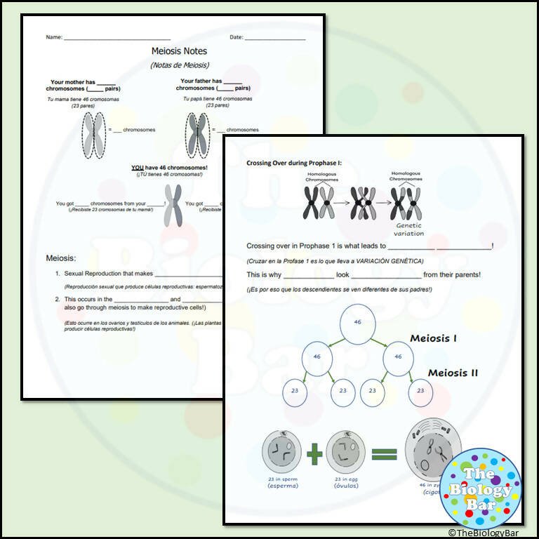 Biology Meiosis Notes – Bilingual Marketplace