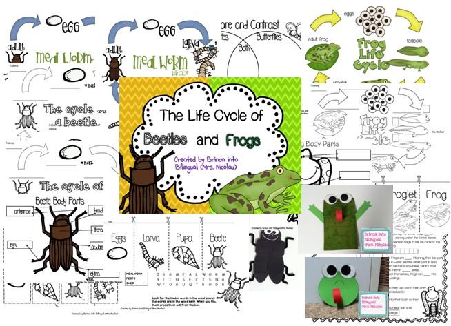 Life Cycle Unit - Mealworms/Beetles & Frogs Grades 1-3 – Bilingual ...