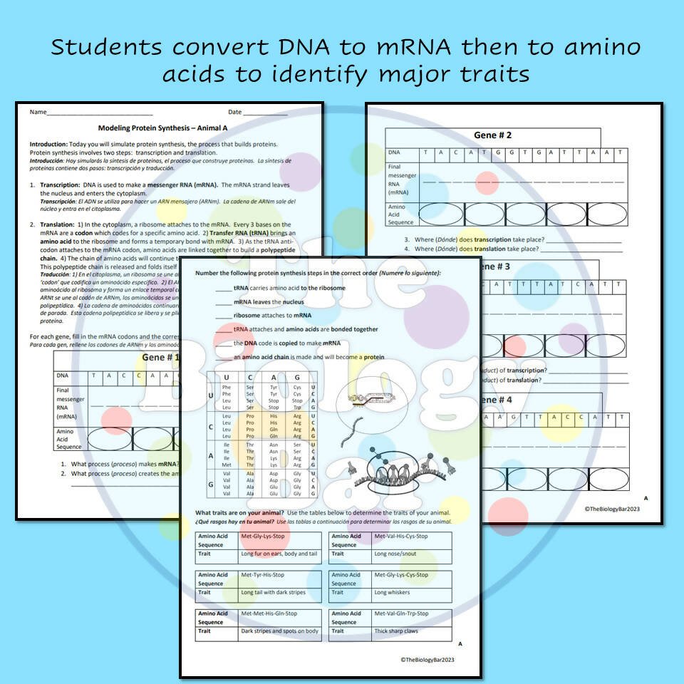 Biology Protein Synthesis DNA to Organism Worksheet – Bilingual Marketplace