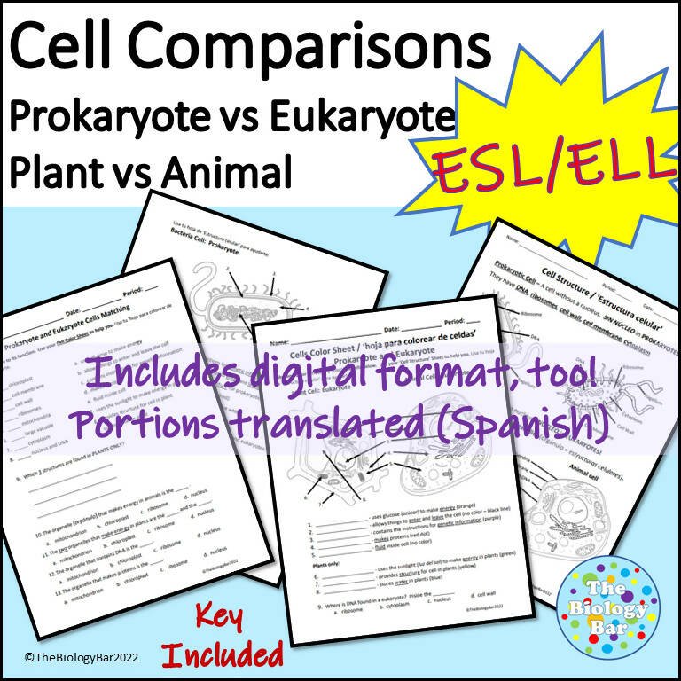 Biology Cells Prokaryote & Eukaryote Worksheet – Bilingual Marketplace