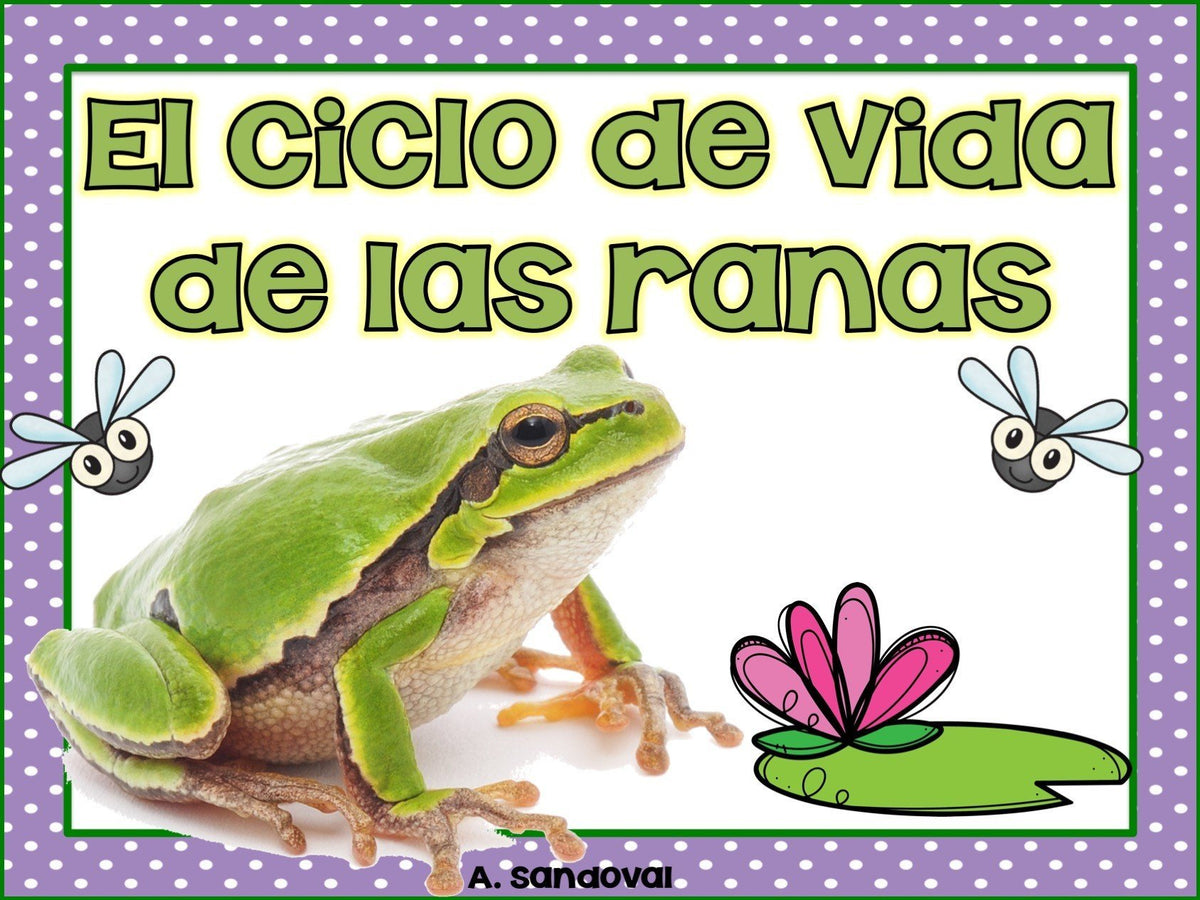 Frog Life Cycle Ciclo de vida de la rana – Bilingual Marketplace