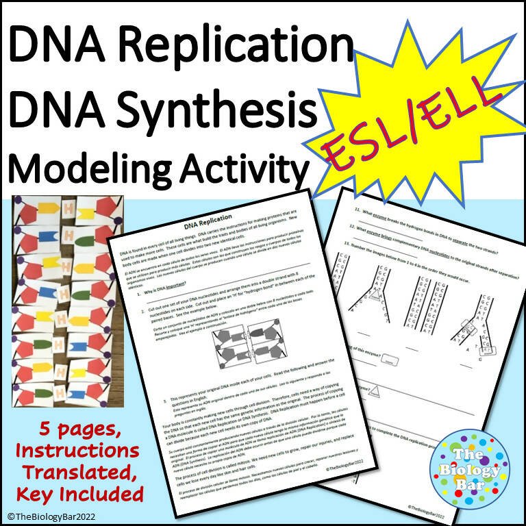 Dna Replication Diagram Worksheet