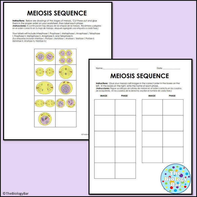 Biology Meiosis Sequence Cut & Paste Worksheet – Bilingual Marketplace