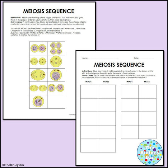 Biology Meiosis Sequence Cut & Paste Worksheet – Bilingual Marketplace